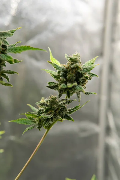 Cannabis em estufa Stock Photos, Royalty Free Cannabis em estufa Images ...