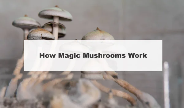 how do magic mushrooms work? the mechanism of psilocybin's action on ...