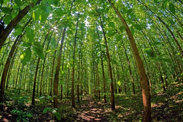 100+ imágenes de Árvores de teca libres de derechos | Depositphotos