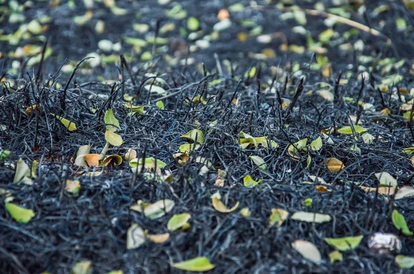 Plantas queimadas Stock Photos, Royalty Free Plantas queimadas Images ...