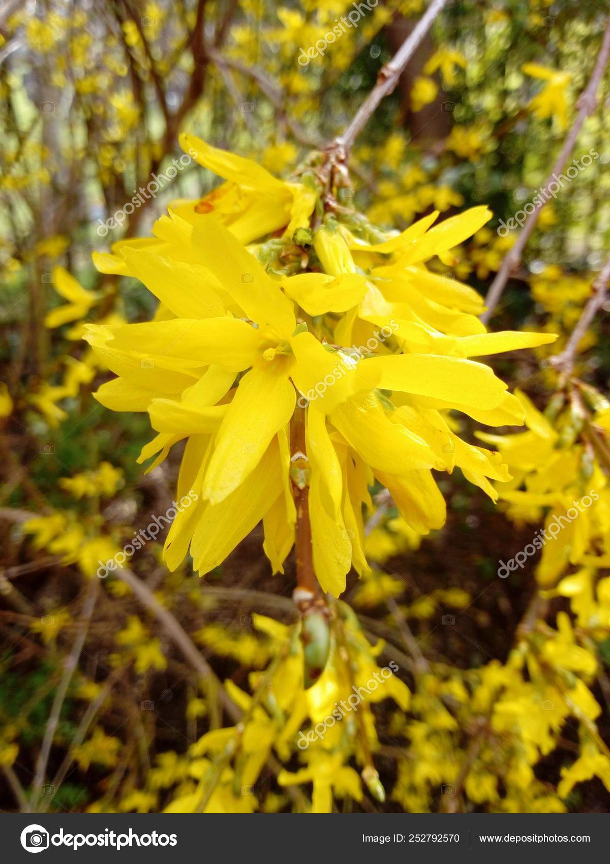 Here Come Flowers — Stock Photo © stephensheridan8003@gmail.com #252792570