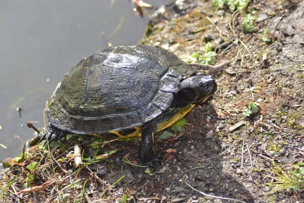 Mary river turtle Stock Photos, Royalty Free Mary river turtle Images ...