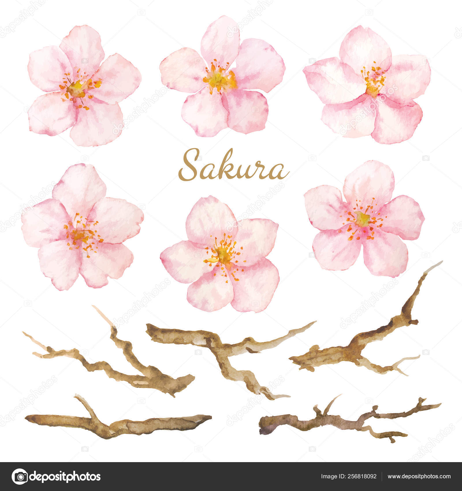 Vector Set watercolor elements. Collection sakura flowers and branches ...