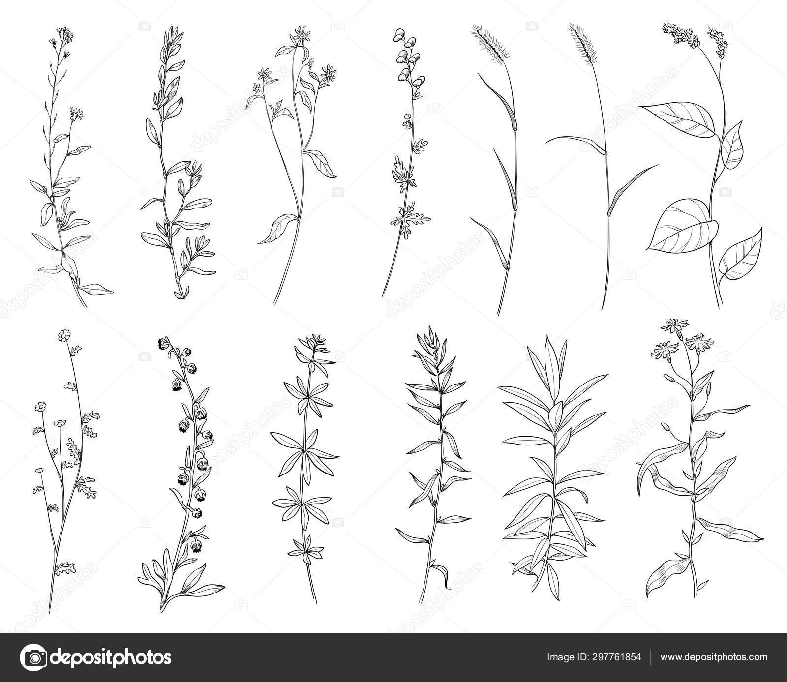 Hand getekende set van wilde kruiden. Schets planten tekening ...