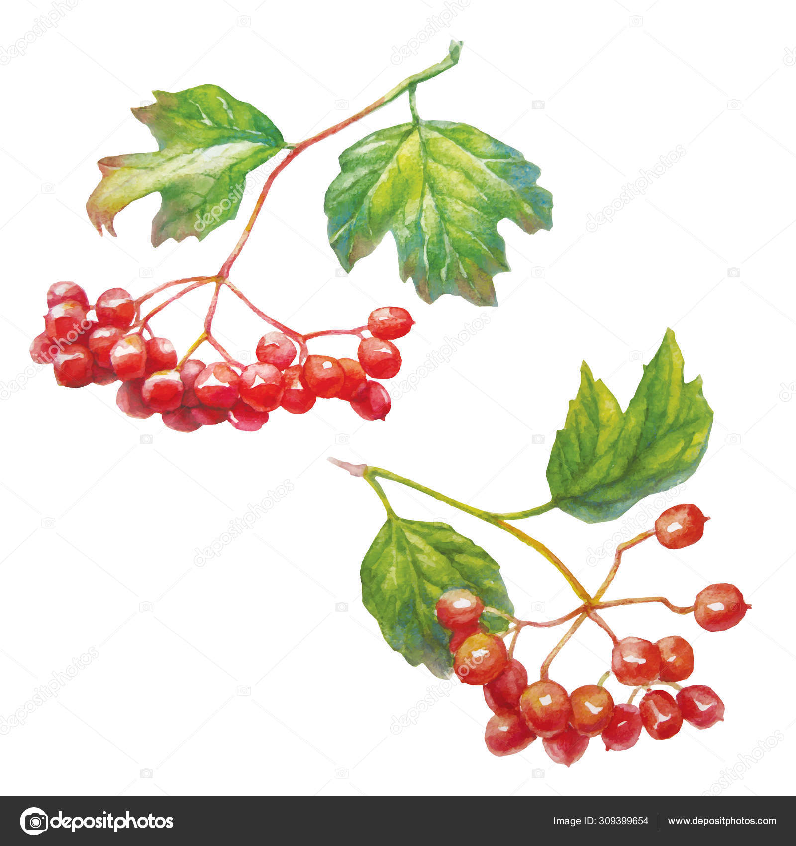 Guelder Rose Drawing