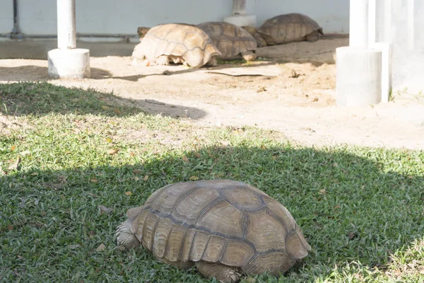 Tortugas gigantes Stock Photos, Royalty Free Tortugas gigantes Images ...