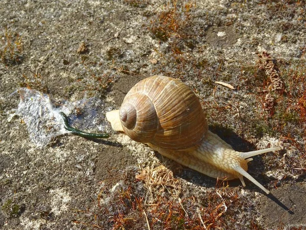 Snail and its waste on dry ground in the garden - Stock Image - Everypixel