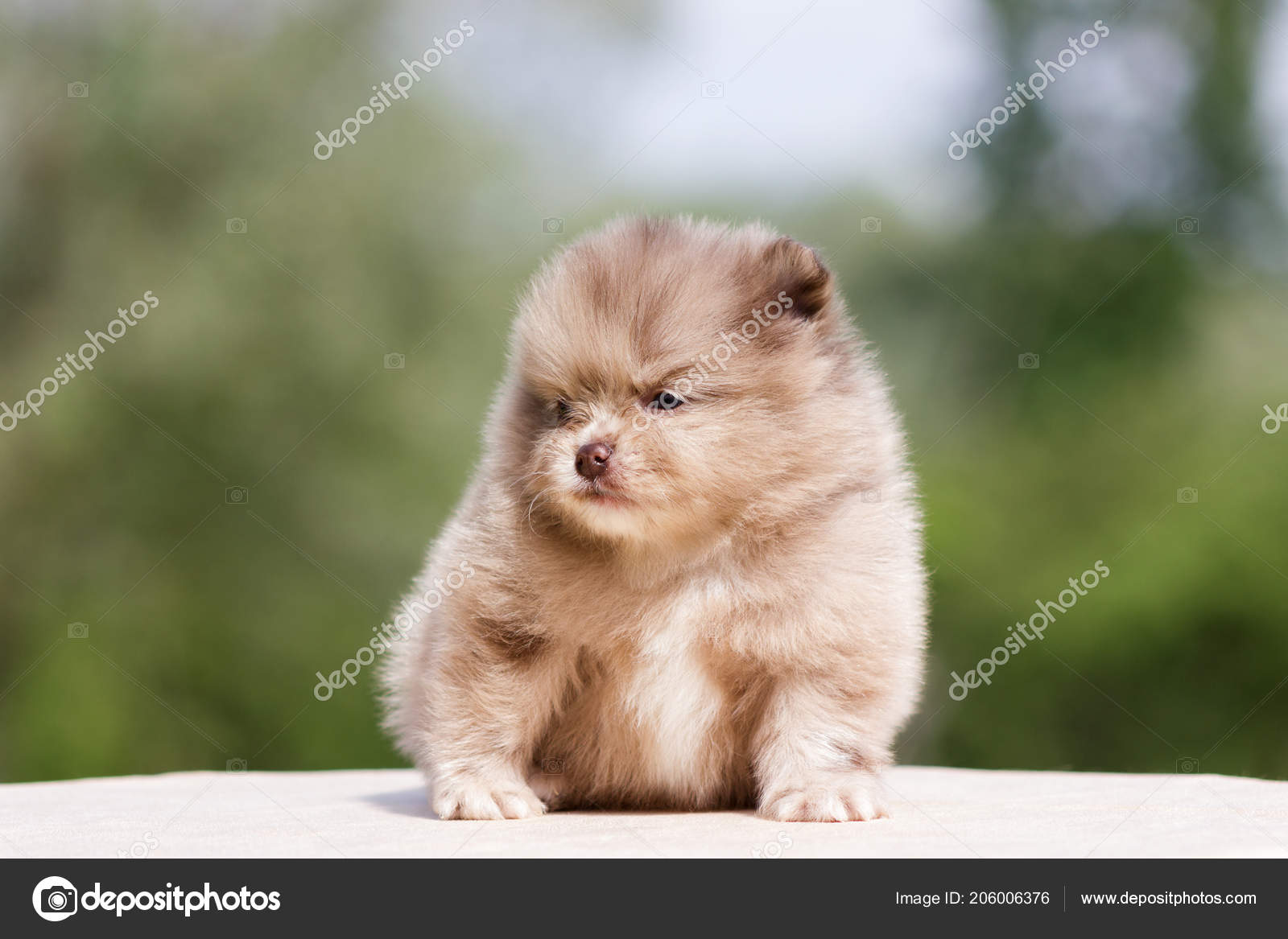 Pomeranian Chocolate Merle