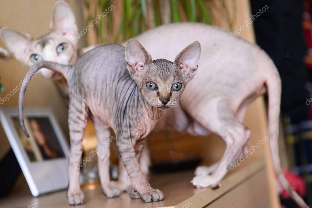 gatito de esfinge tabby, gato calvo, pequeño bebé gato niño 2023