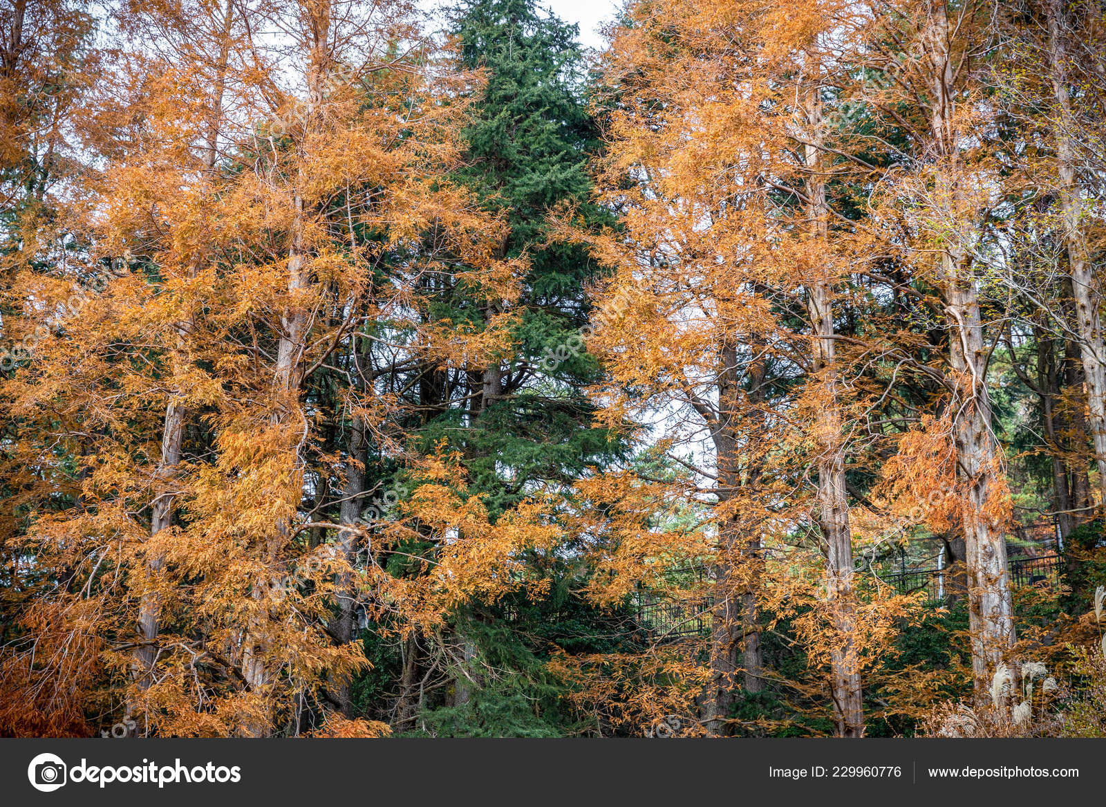 Pine Trees Changing Color Green Orange Autumn Mount Rokko Kobe — Stock ...