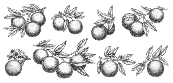 Hand drawn lemon. Sketch style fruit branch, whole fresh citrus with leaves, vector black ...
