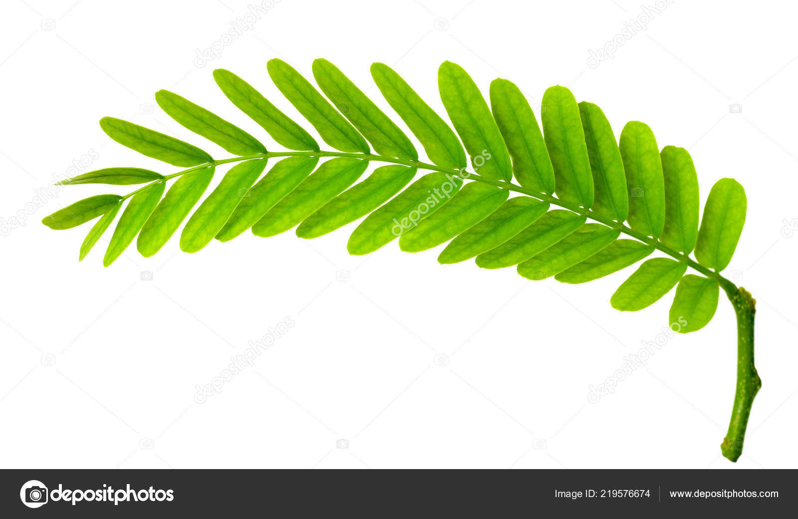 Tamarind Leaves