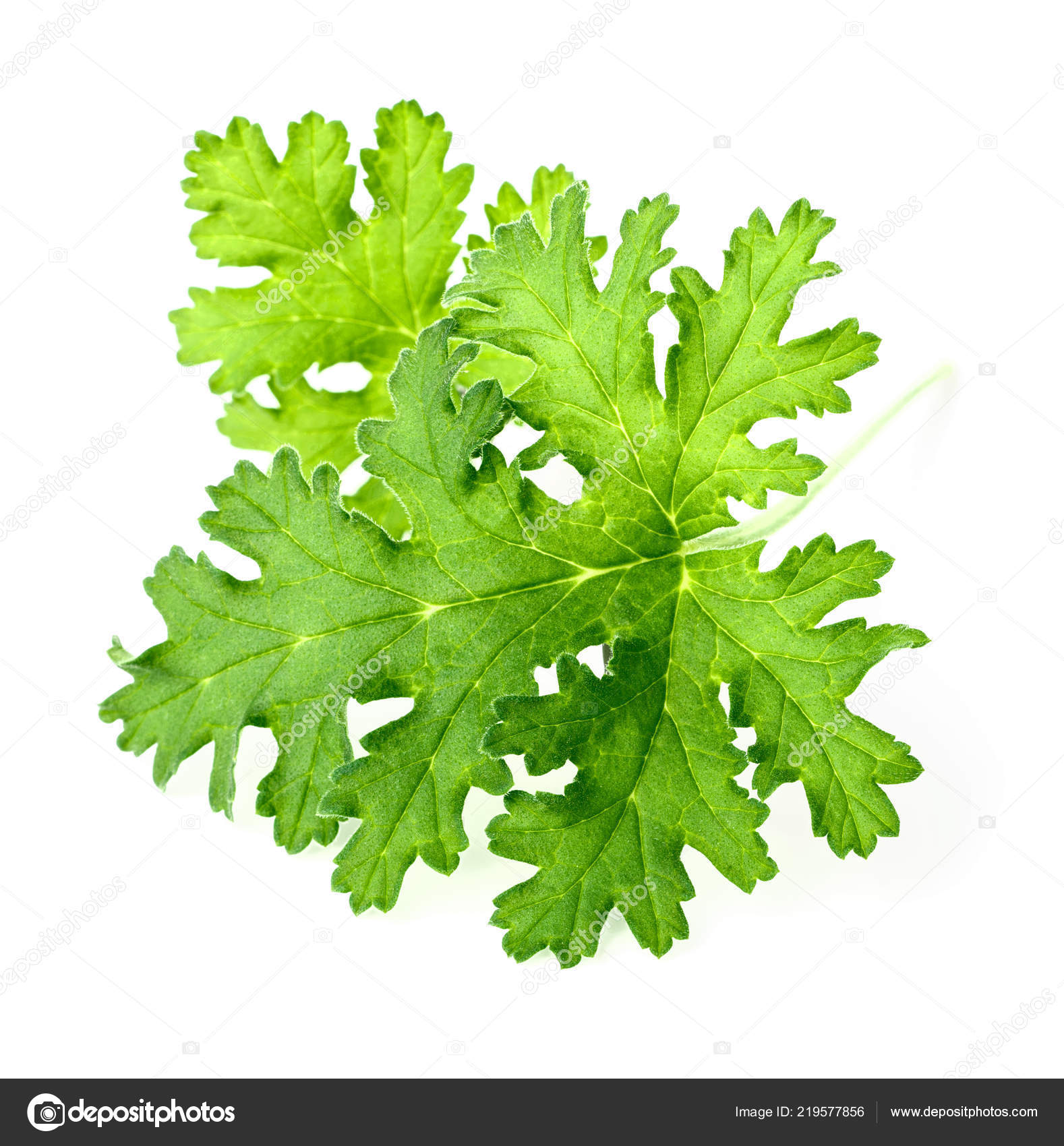 Green Geranium Leaves White Background Stock Photo by ©amylv 219577856