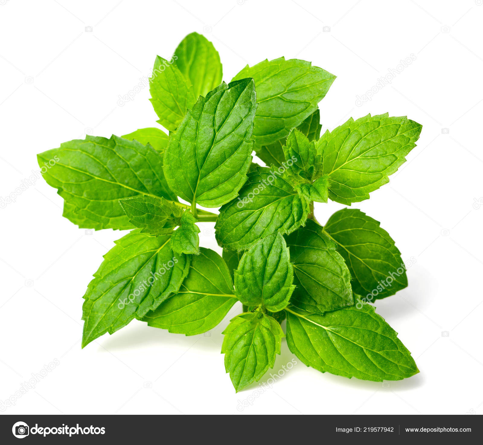 Green Peppermint Isolated White Background Stock Photo by ©amylv 219577942
