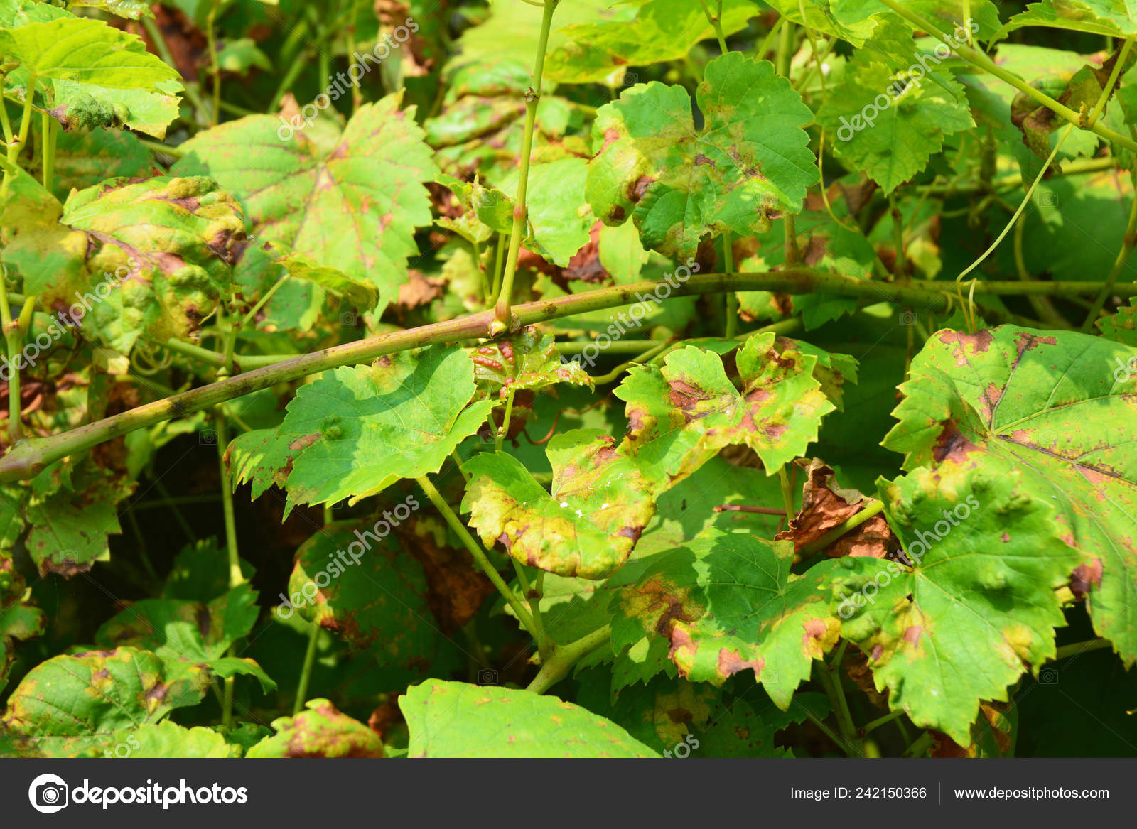 Grapevine Diseases Anthracnose Grapes Fungal Disease Affects Grape ...