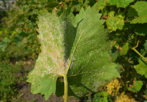 Grape Powdery Mildew. Powdery mildew is a fungal disease that affects a wide range of plants ...