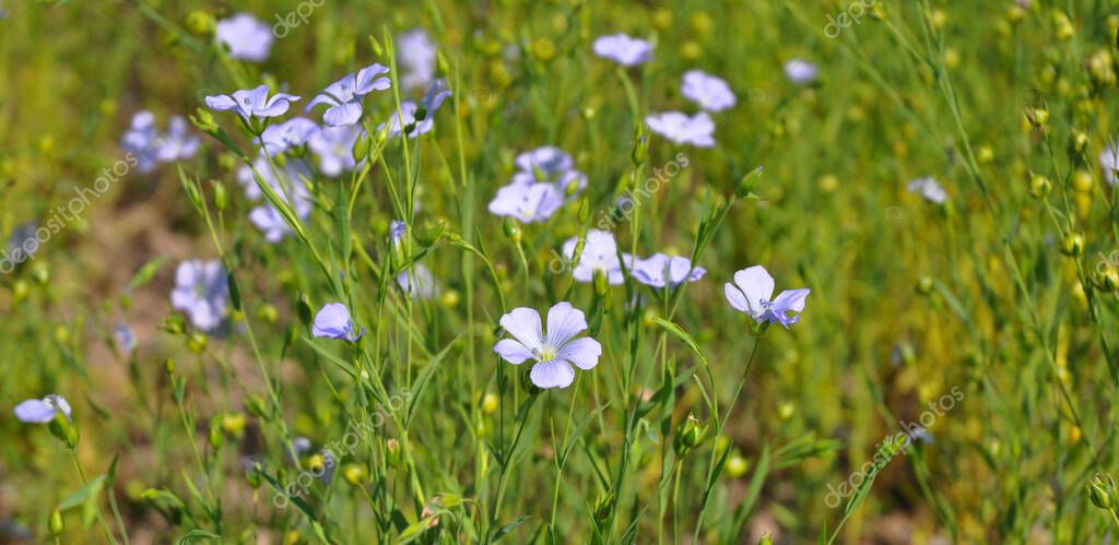 Un primer plano sobre la floración de linum, lino común o planta de ...