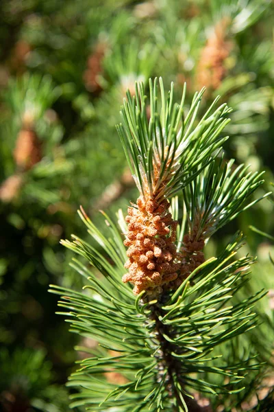 Pine conifer buds in a green coniferous forest. Stock photo. - Stock ...