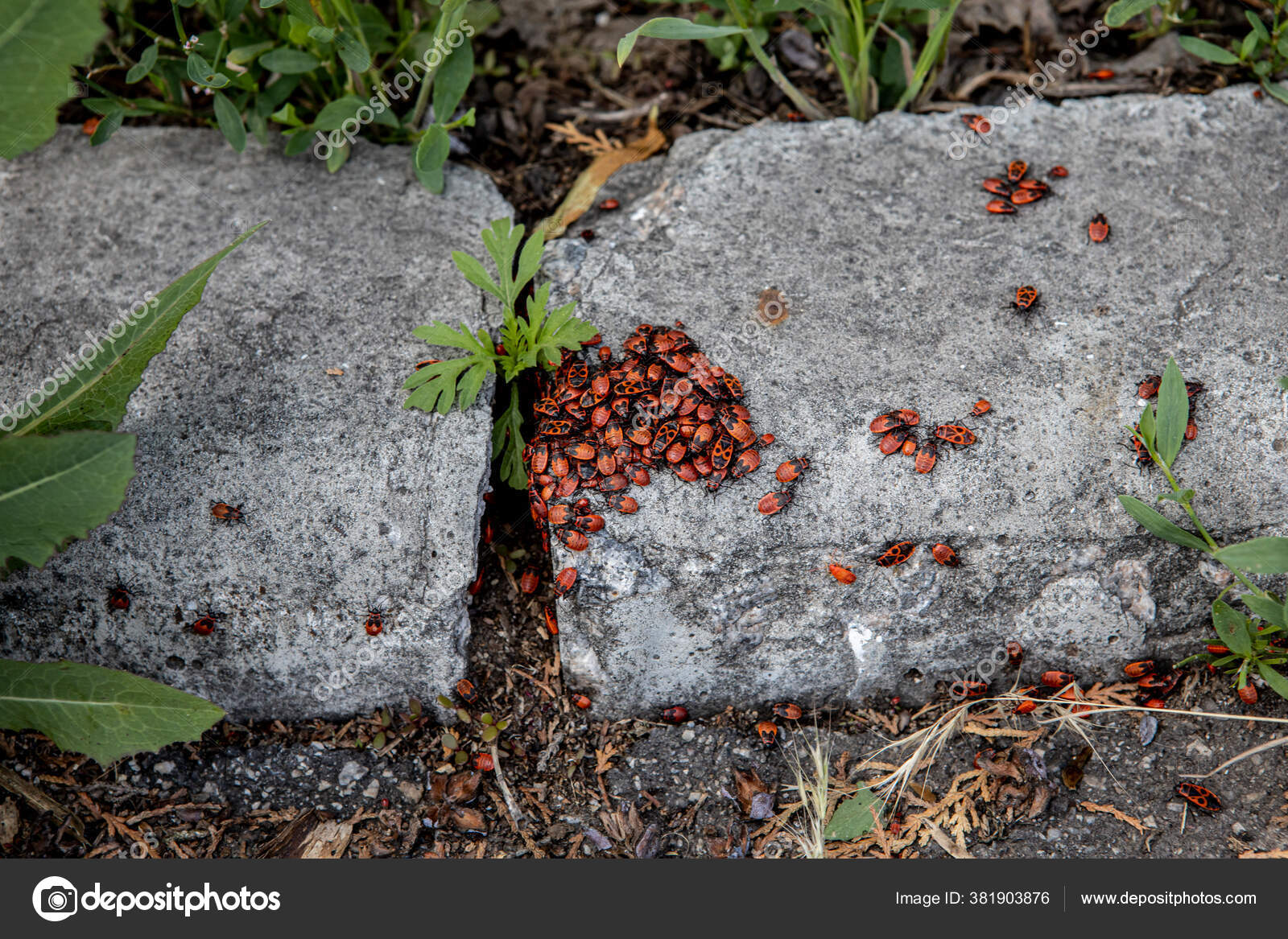 The group of firebugs close up. Bright red insects — Stock Photo ...