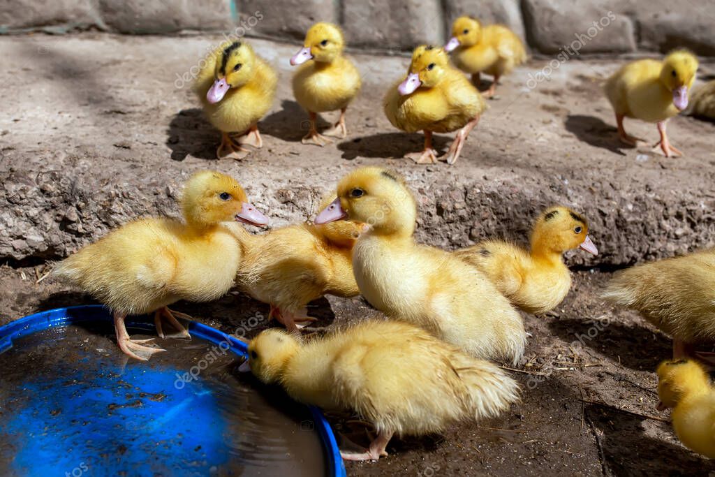 Un grupo de patitos. Lindos patitos amarillos hermosos beber agua y ...