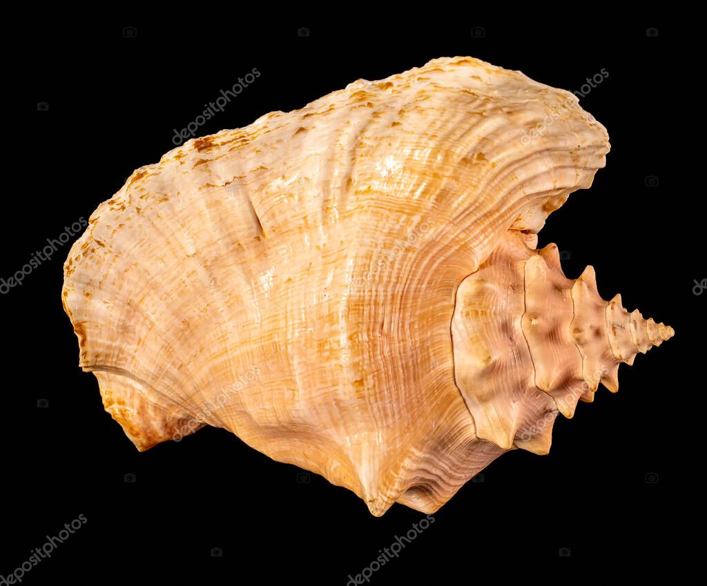 Cáscara marina aislada. Cassis cornuta es una especie de molusco gasterópodo marino de la ...