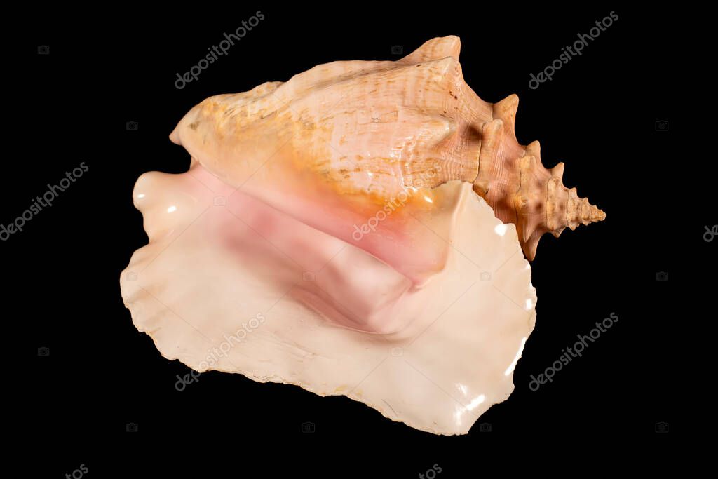 Cáscara marina aislada. Cassis cornuta es una especie de molusco gasterópodo marino de la ...