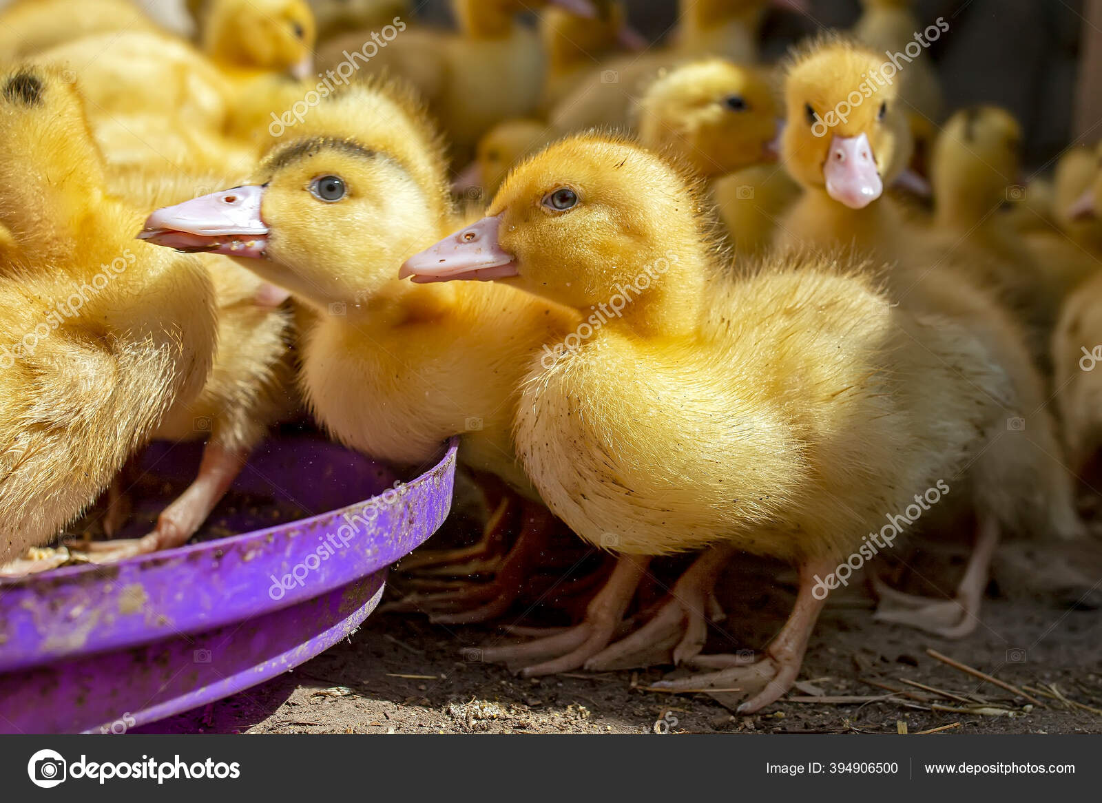 Full Grown Yellow Duck