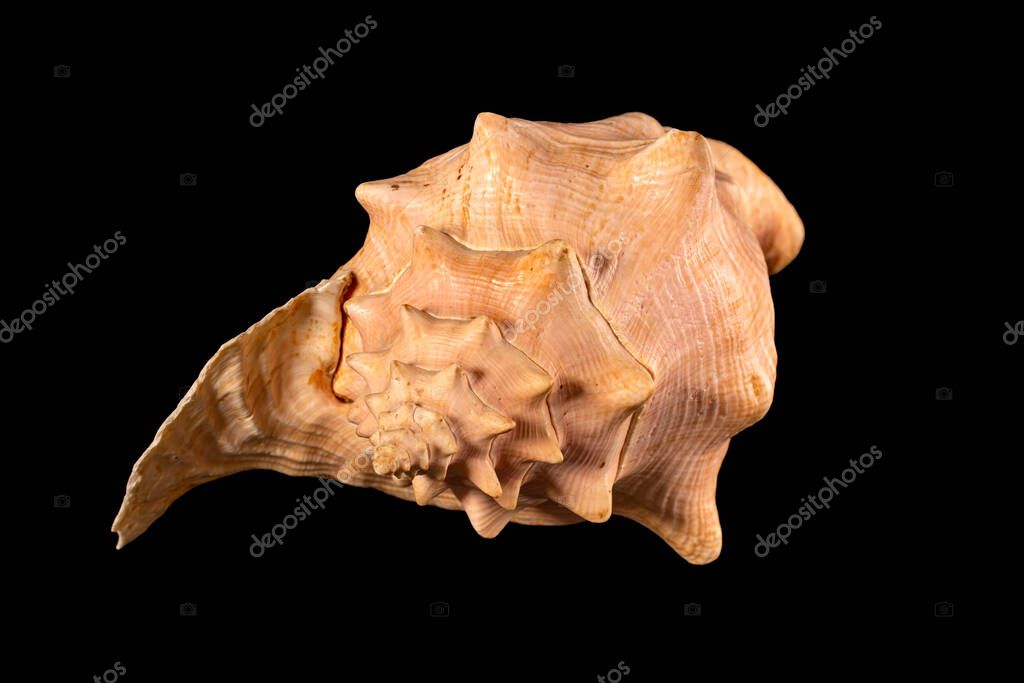 Cáscara marina aislada. Cassis cornuta es una especie de molusco gasterópodo marino de la ...