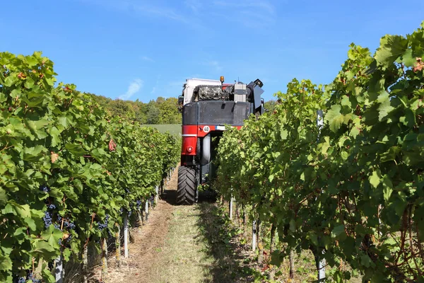 Grape harvesting machine Stock Photos, Royalty Free Grape harvesting ...