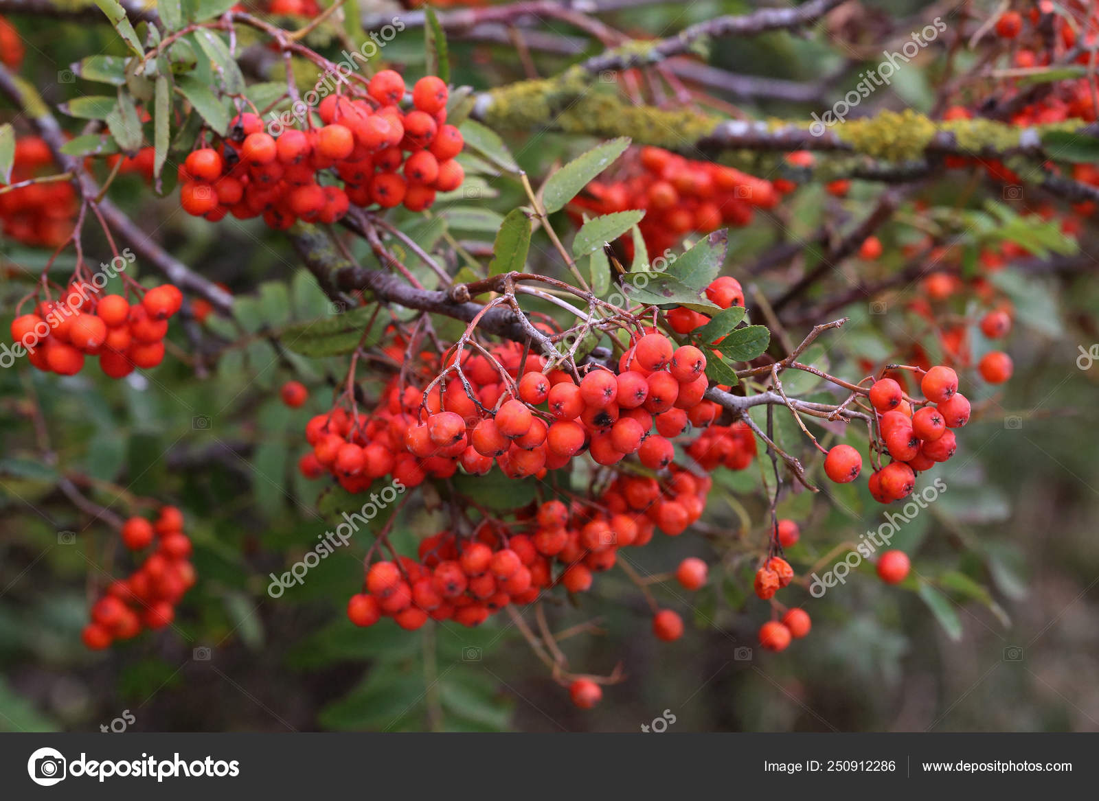 Rowan Berries Leaves Tree Branches Stock Photo by ©Malleo 250912286