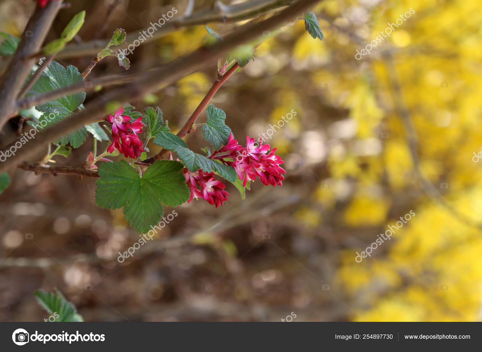 Ribes sanguineum flowering currant bloom in spring Stock Photo by ...