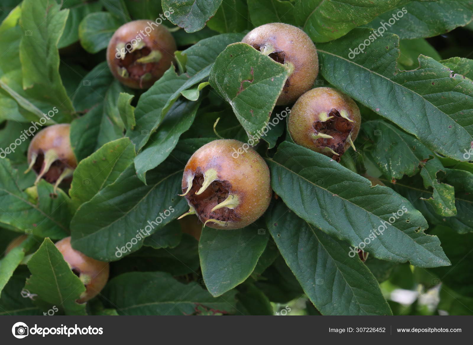 Medlar Tree Fruit