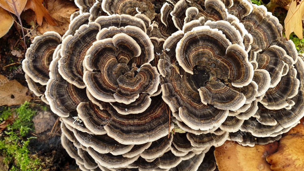 Trametes versicolor también conocido como Coriolus versicolor y ...