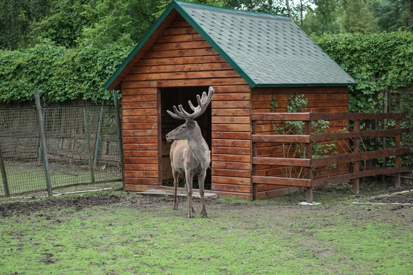 Deer house Stock Photos, Royalty Free Deer house Images | Depositphotos