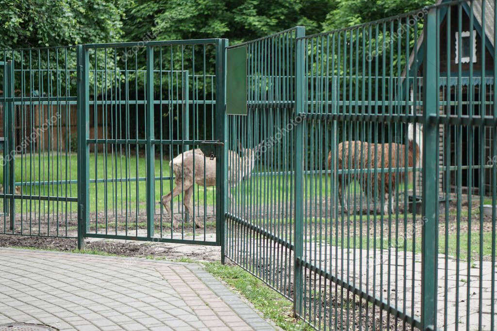 Ciervo en la jaula del zool gico en el fondo de la casa y trellises. Burla de animales. Terrenos ...