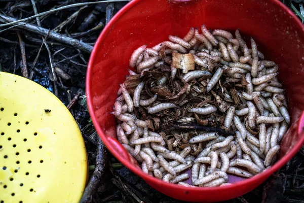 Maggots Pictures, Maggots Stock Photos & Images | Depositphotos®