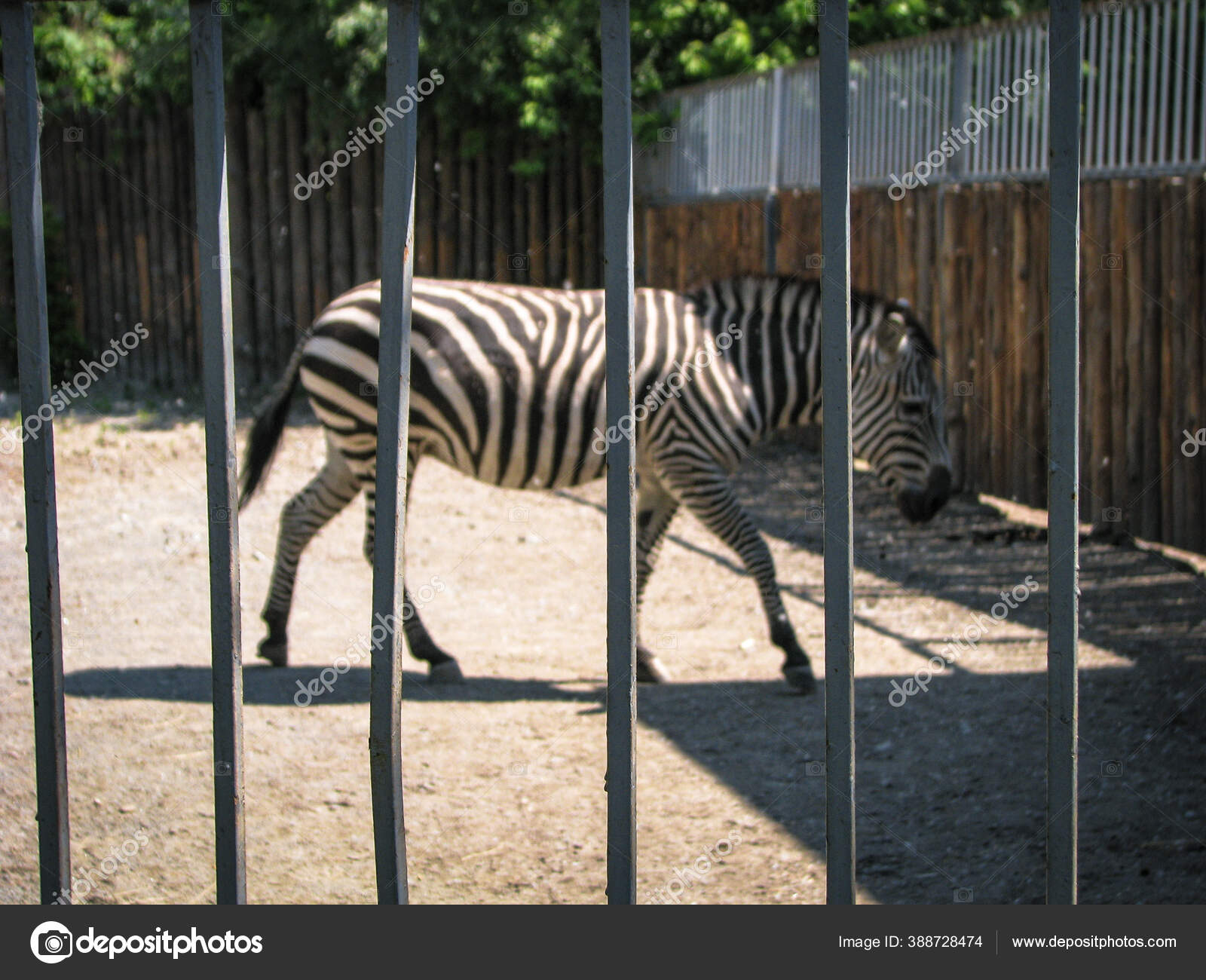 Zebra Cage Zoo Reserve Animal Standing Looking Stock Photo by ©subjob ...