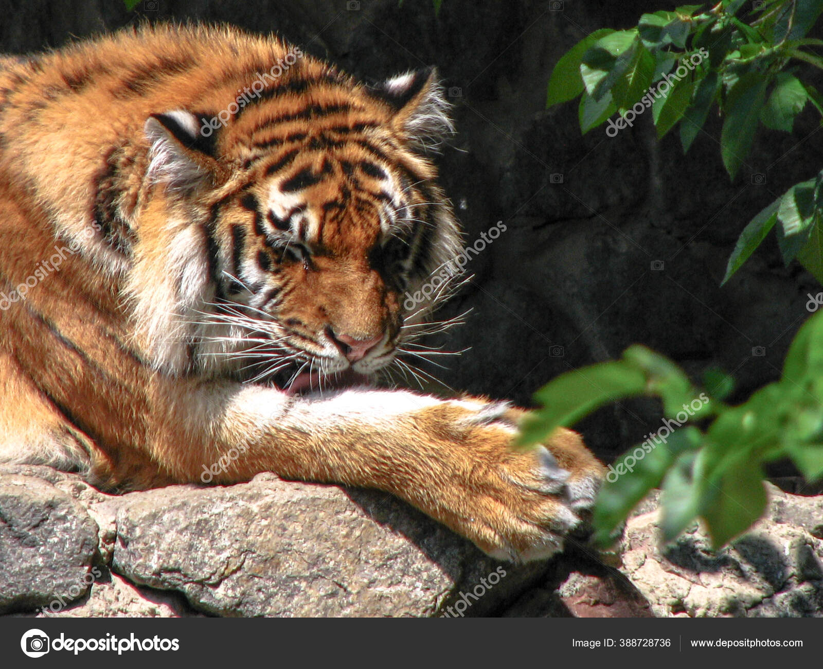 Beautiful Predator Nature Tiger Ambushed Search Prey Livestock Wild ...