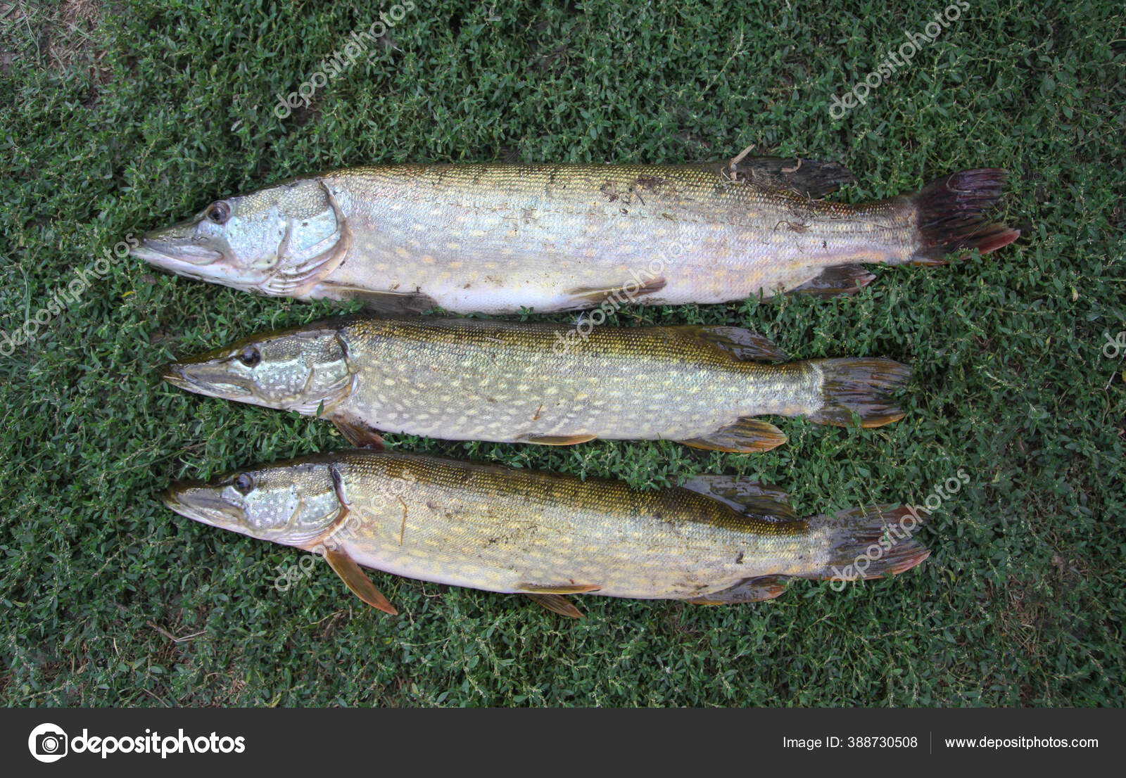 Beautiful Pike Ground Grass Blackboard Caught Fish Fishing Fisherman ...