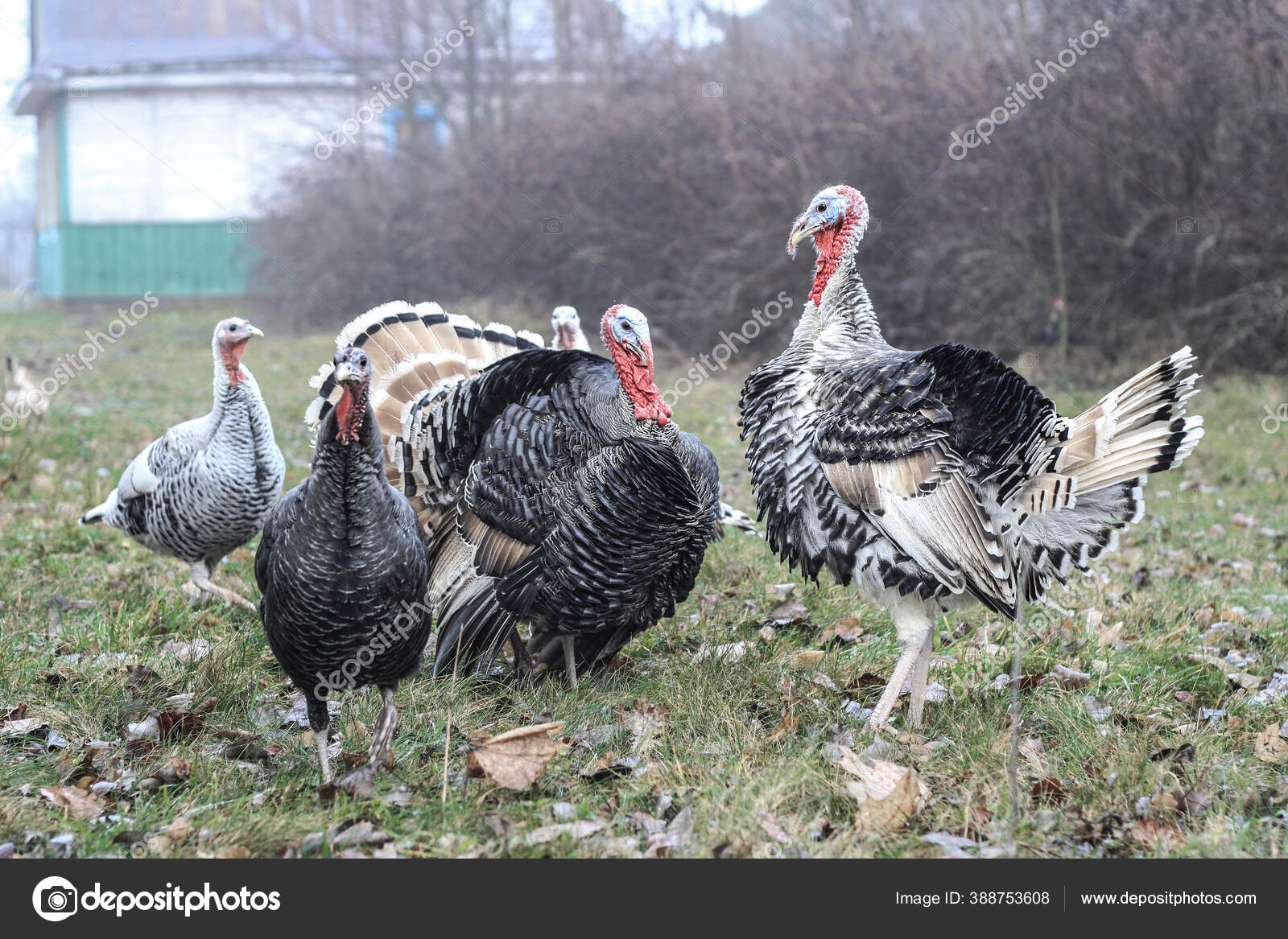 Farm Turkey Vs Wild Turkey