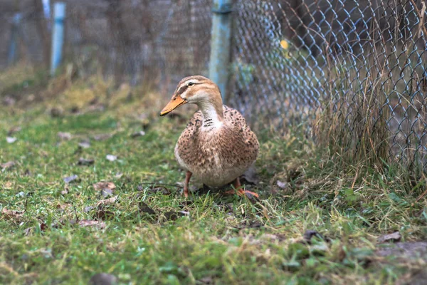 Prison duck Stock Photos, Royalty Free Prison duck Images | Depositphotos