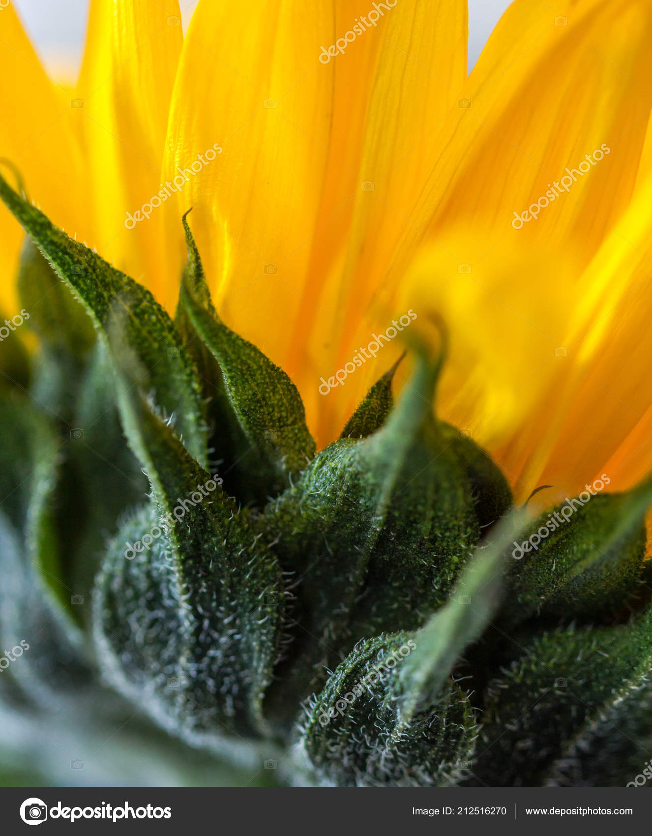 Rear Sunflower Head Stock Photo by ©MagicBones 212516270