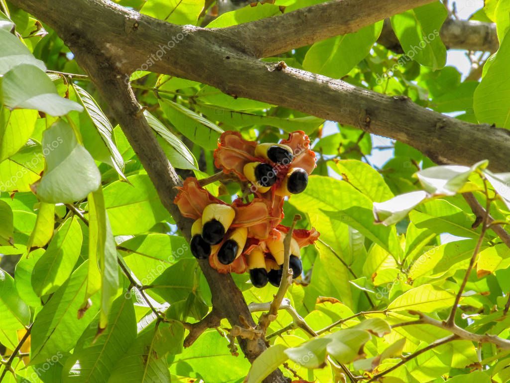 Árbol frutal de Ackee con frutos maduros de ackee 2023