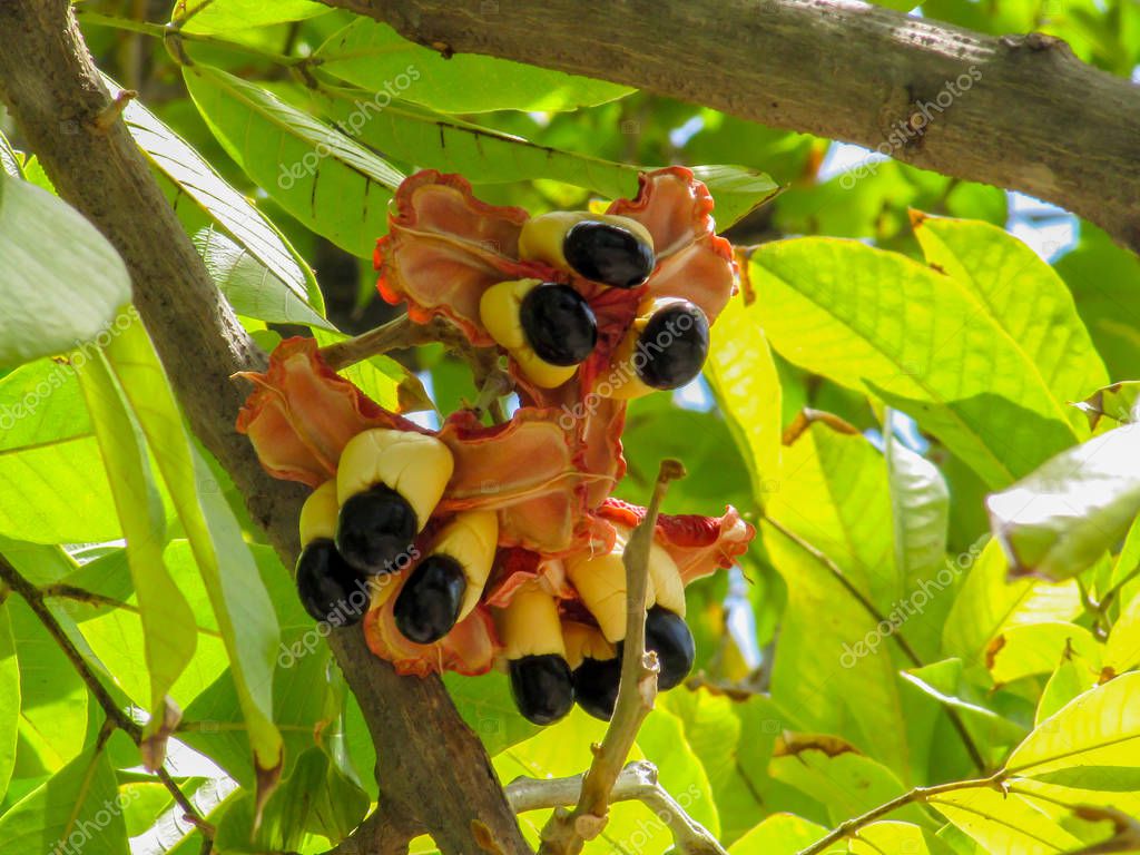 Árbol frutal de Ackee con frutos maduros de ackee 2023