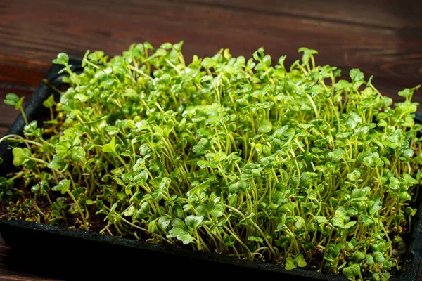 Broccoli microgreens Stock Photos, Royalty Free Broccoli microgreens ...