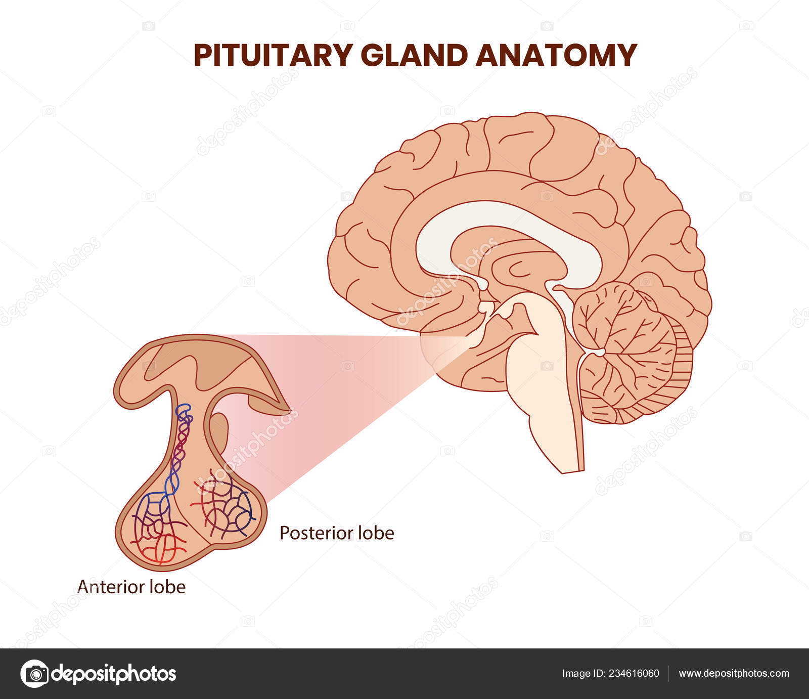 Ilustración Anatomía Glándulas Pitutarias Hipófisis Vector Vector de ...