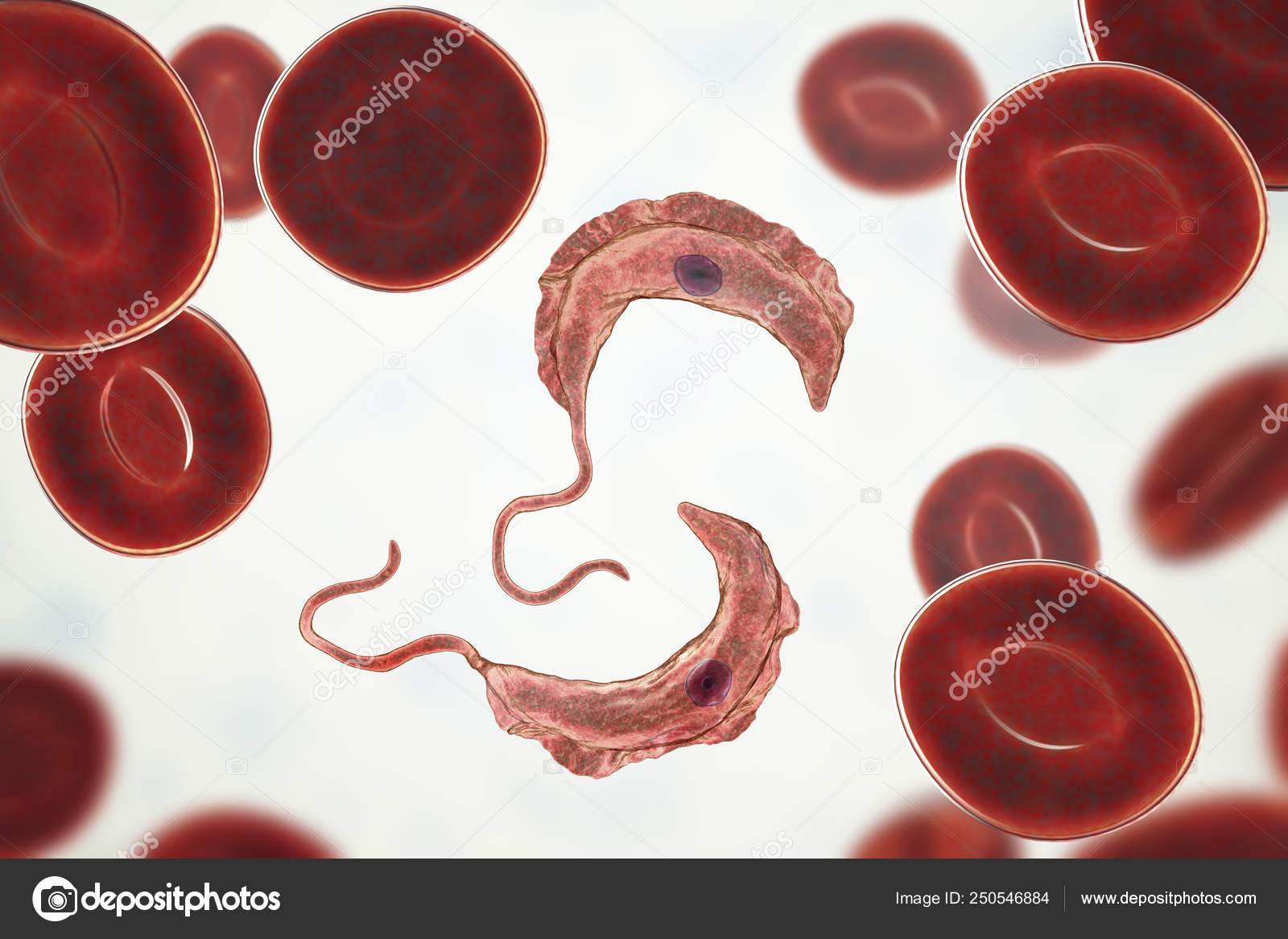 Trypanosoma brucei parasite Stock Photo by ©katerynakon 250546884