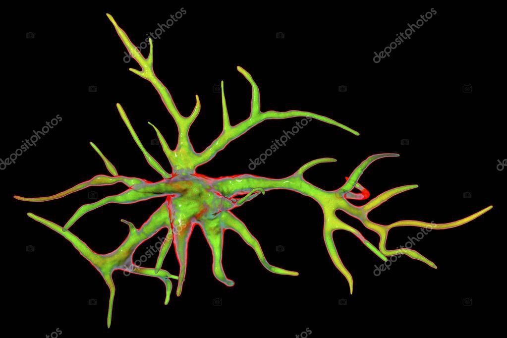 Astrocito, una célula glial cerebral 2024
