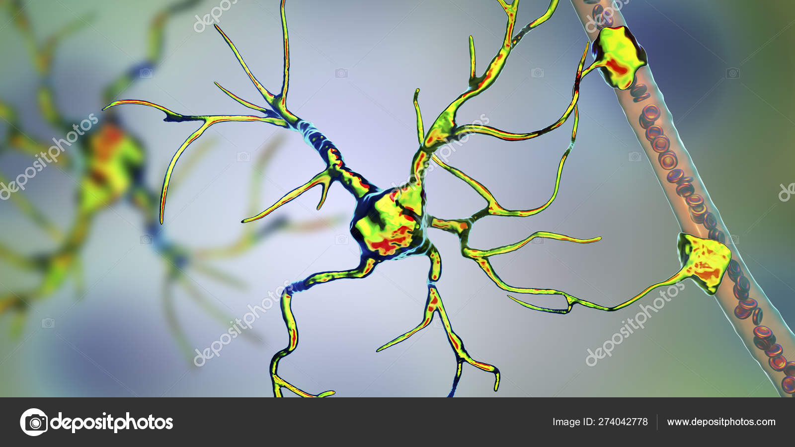 Astrocitos y vasos sanguíneos: fotografía de stock © katerynakon ...