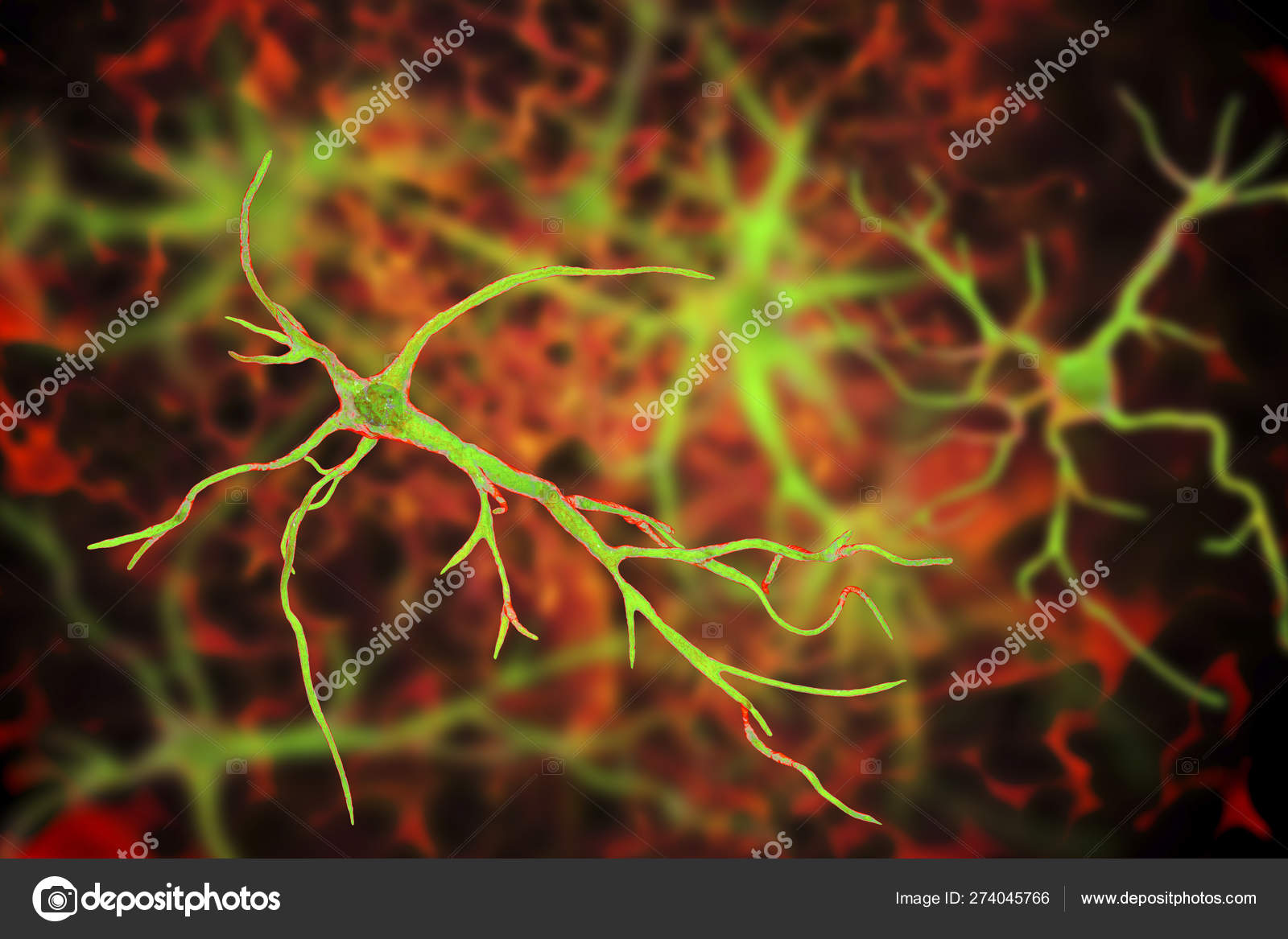Astrocytes, brain glial cells Stock Photo by ©katerynakon 274045766
